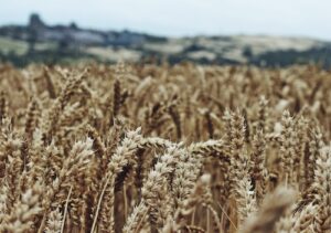 Glyphosate Free Oatmeal Brands And Those To Avoid